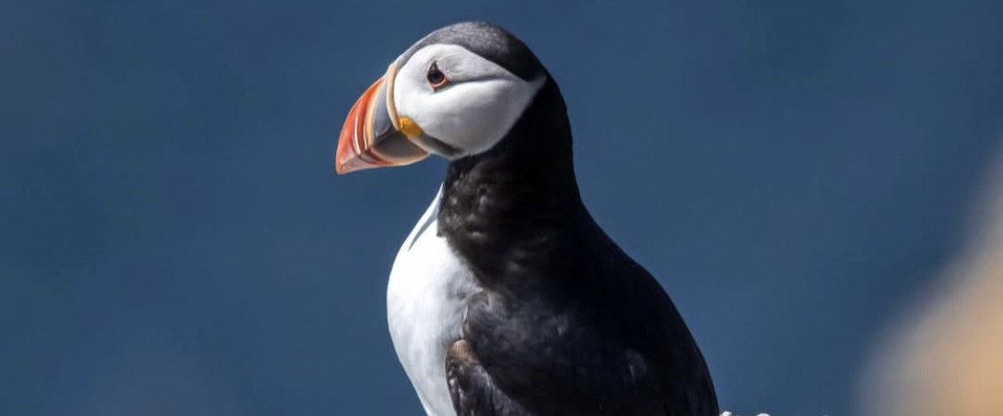 A birder’s guide to the Faroe Islands – Blinter Magazine