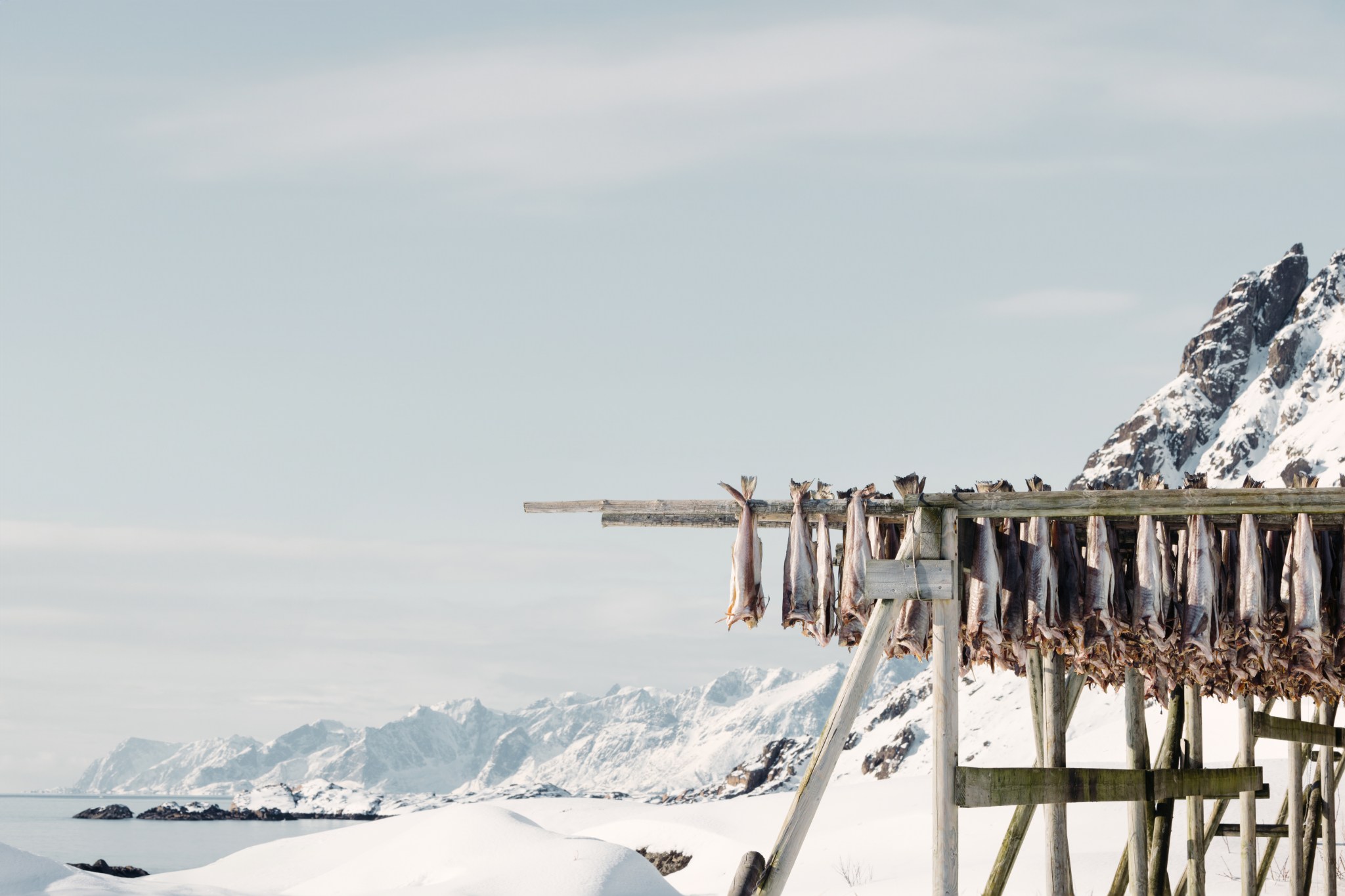 The legacy of Atlantic Cod and its continued hold on Norwegian culture ...