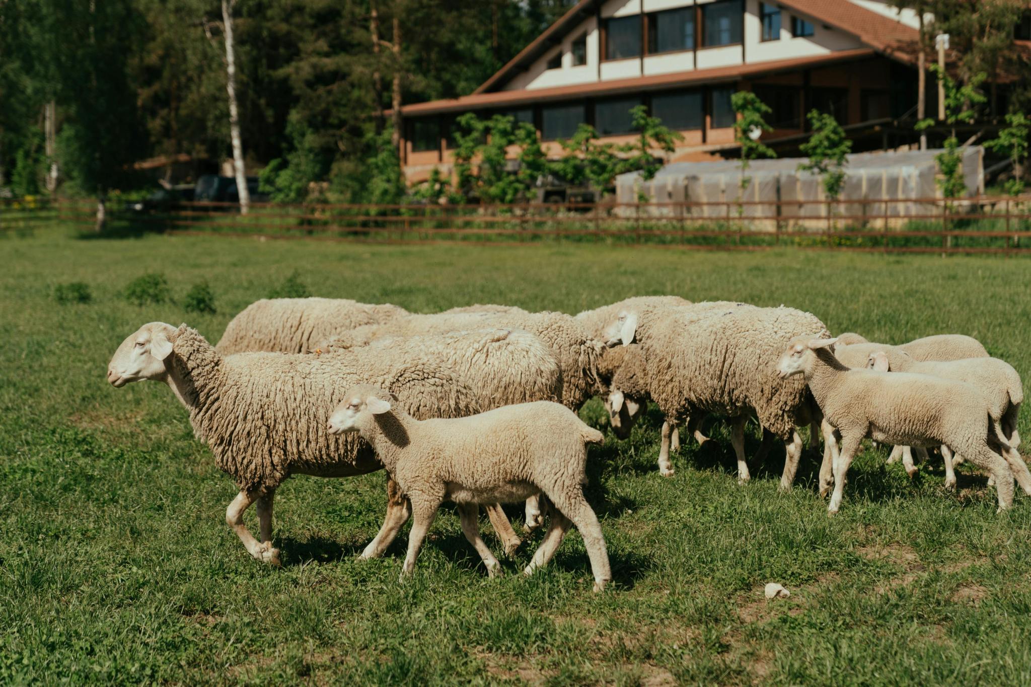 How eco-friendly is wool? Here’s what you need to know – Blinter Magazine