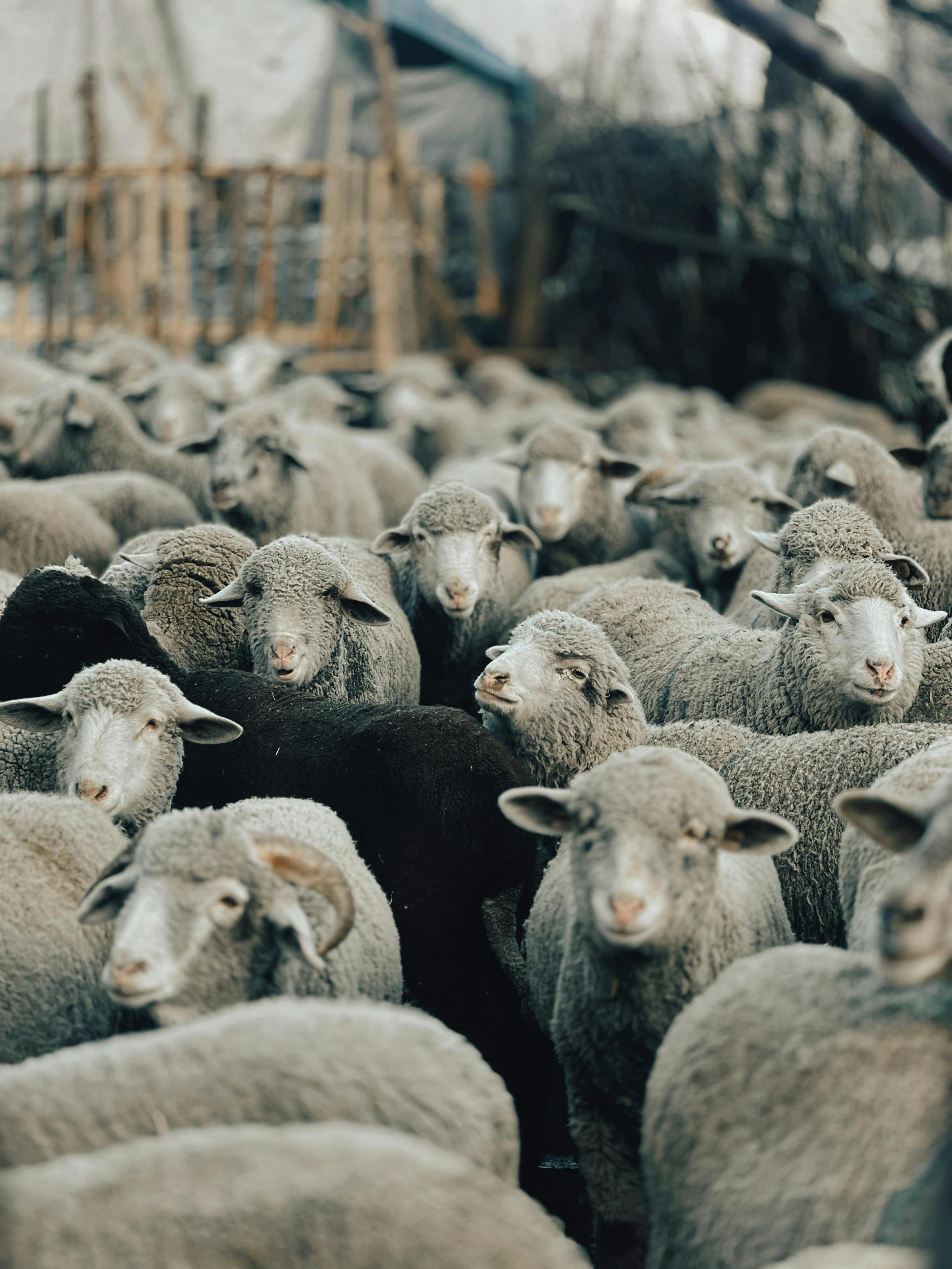 How eco-friendly is wool? Here’s what you need to know – Blinter Magazine