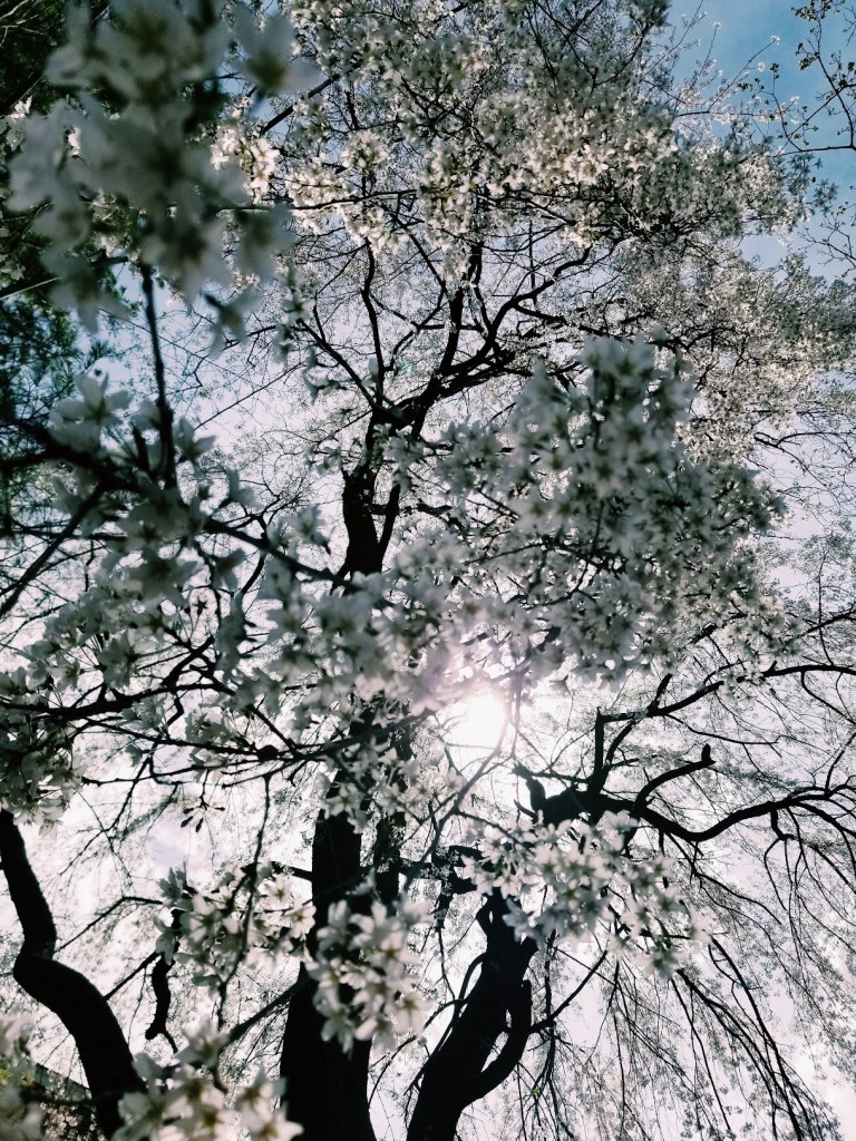 Cherry blossoms: A symbol of renewal, beauty, and connection across ...