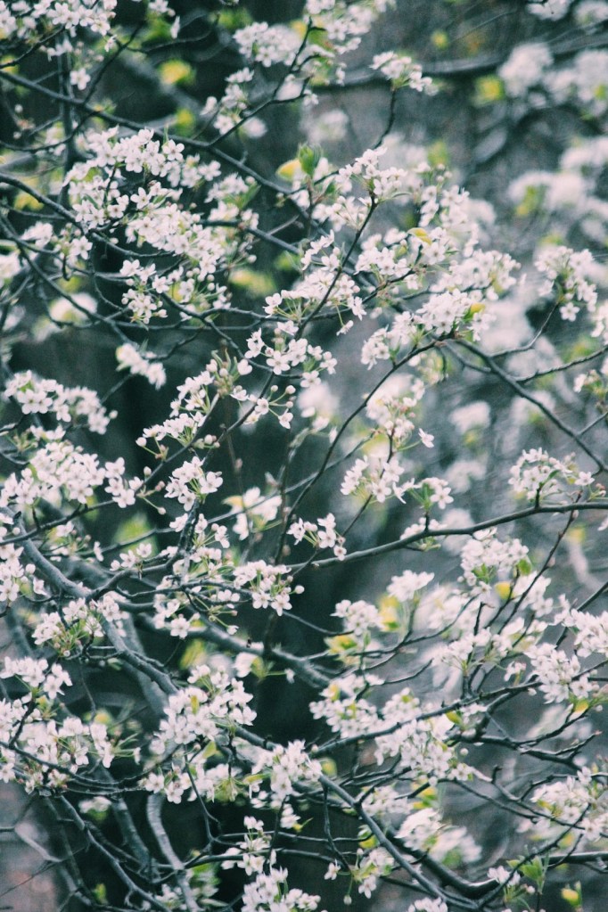 Cherry blossoms: A symbol of renewal, beauty, and connection across ...