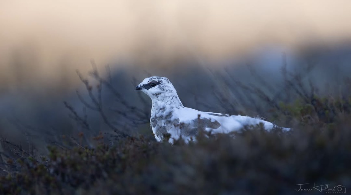 A birder’s guide to the Finnish Lapland – Blinter Magazine