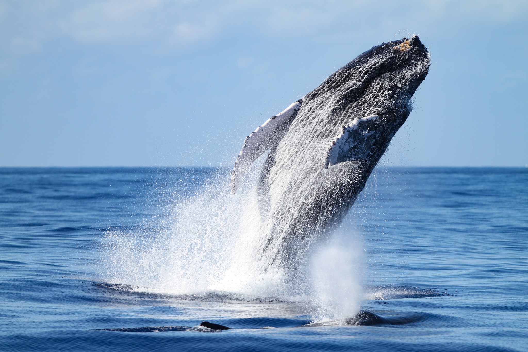 How long of a lifespan do whales have? – Blinter Magazine