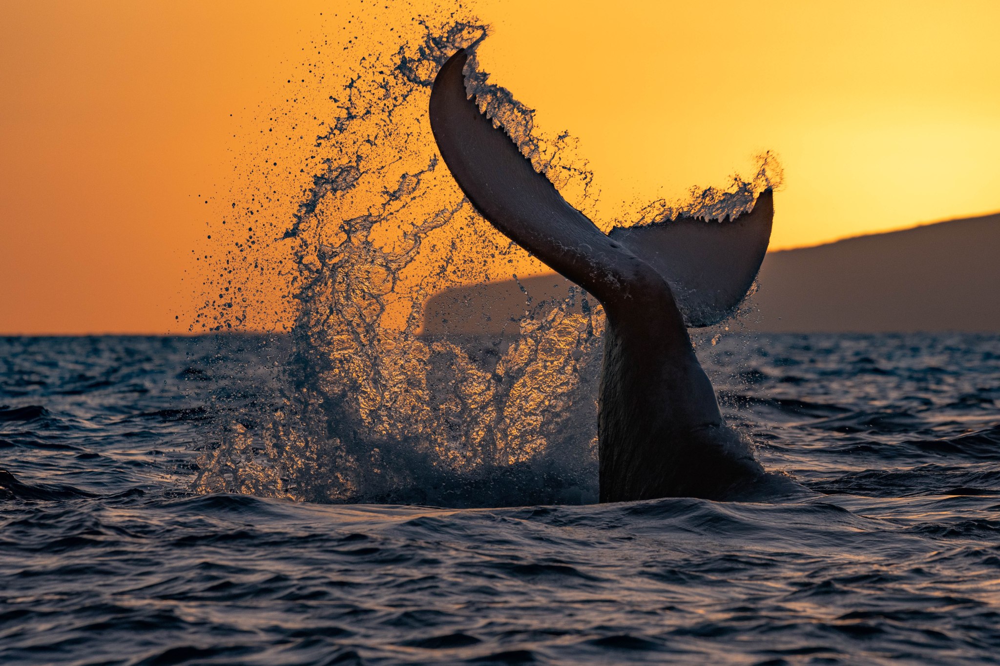 How long of a lifespan do whales have? – Blinter Magazine